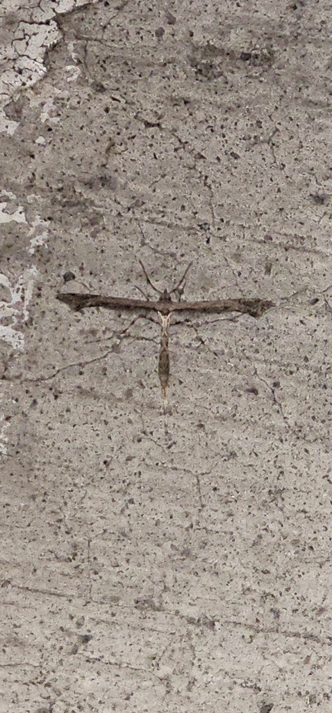 Sage Plume Moth from Hayward, CA 94546, USA on October 19, 2024 at 07: ...