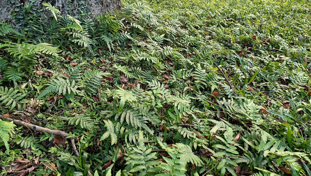 Christella acuminata from 台灣台北市大安區 on October 21, 2024 at 04:42 PM by ...