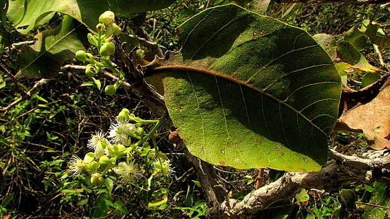 Sandpaper tree (Curatella americana) - Botanical Realm
