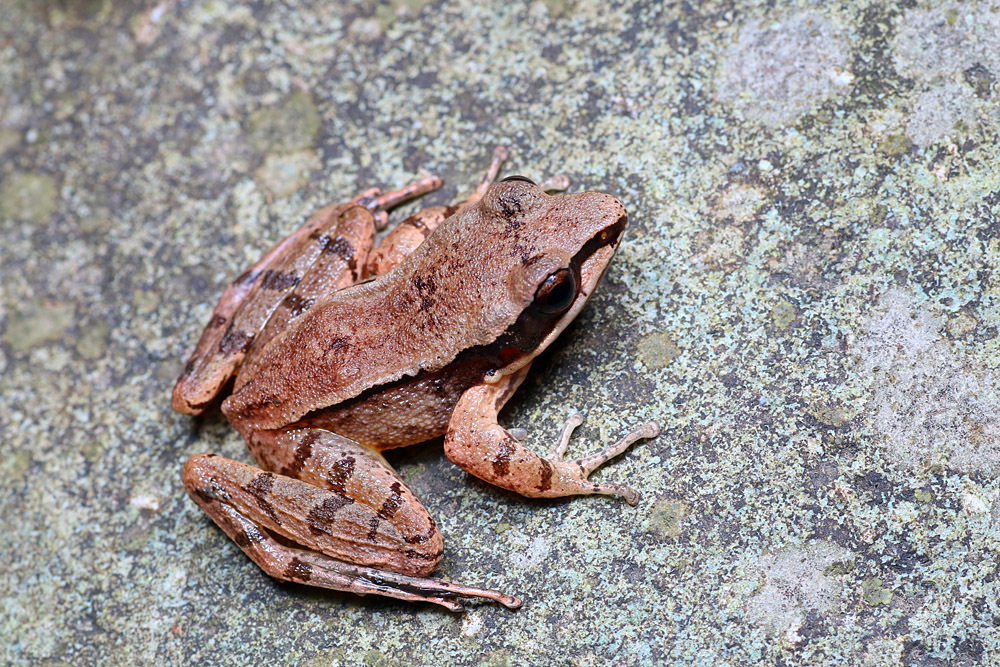 Concave-eared Torrent Frog from 中国安徽省黄山市黄山区 on April 11, 2019 at 08:17 ...