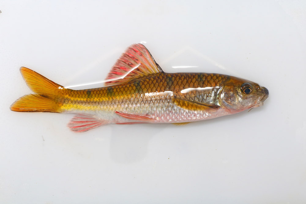 Acrossocheilus fasciatus from 中国安徽省黄山市黄山区 on April 11, 2019 at 09:57 PM ...