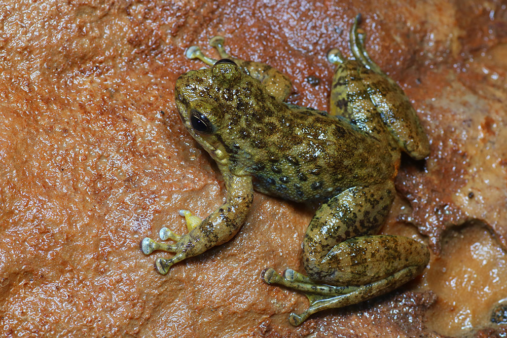 Wuyi torrent frog from 中国安徽省池州市青阳县 on April 12, 2019 at 05:11 PM by 昆虫学 ...