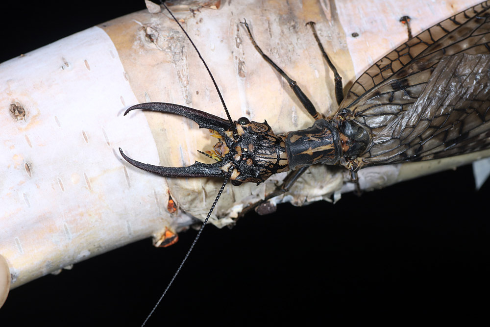 Acanthacorydalis orientalis from 中国北京市怀柔区 on July 19, 2018 at 02:17 AM ...