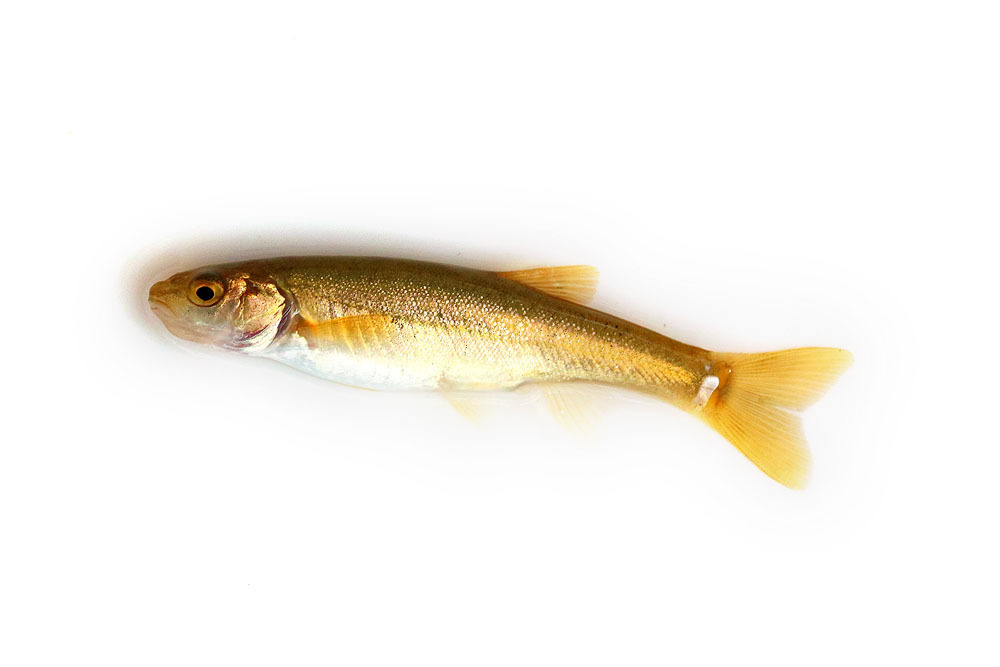 Chinese Minnow from 中国北京市怀柔区 on April 23, 2019 at 03:24 PM by 昆虫学liuye ...