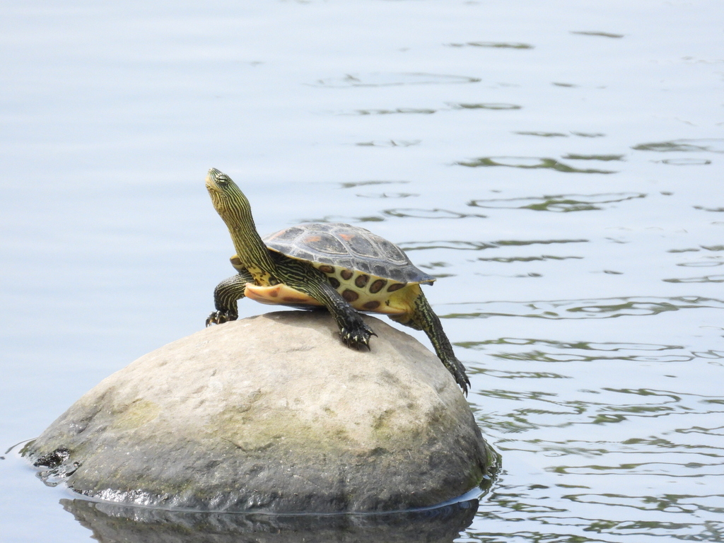 Common thread turtle from 640台灣雲林縣斗六市斗六 on October 21, 2024 at 01:11 PM ...