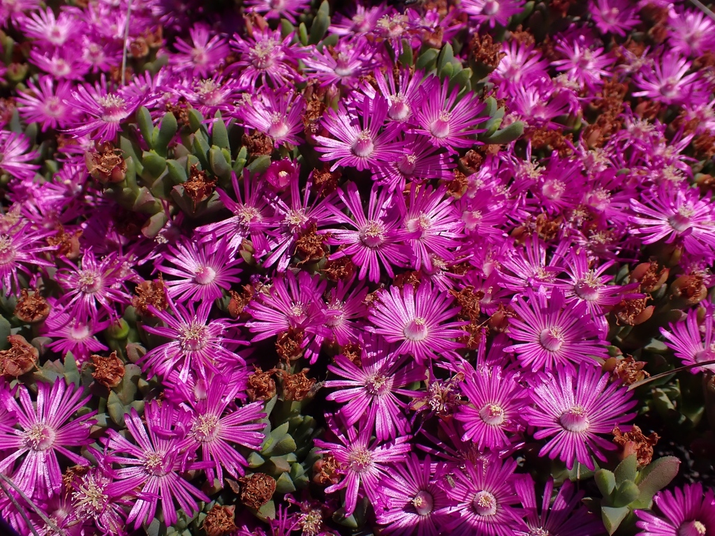 Sheath Tentfig from Cacadu, Eastern Cape, South Africa on October 3 ...