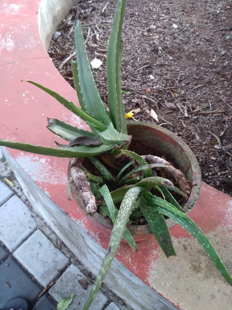 aloe vera from HGV6+52W, Kummanam, Kottayam, Veloor, Kerala 686005 ...