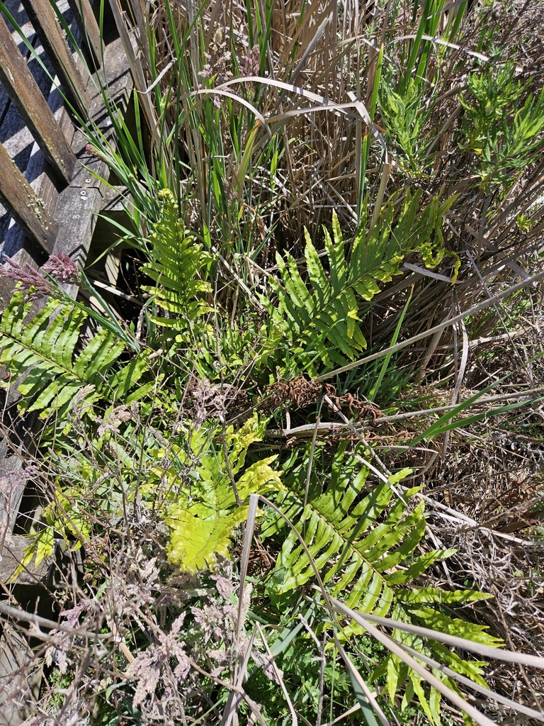 Swamp Kiokio from Mount Compass SA 5210, Australia on October 21, 2024 ...