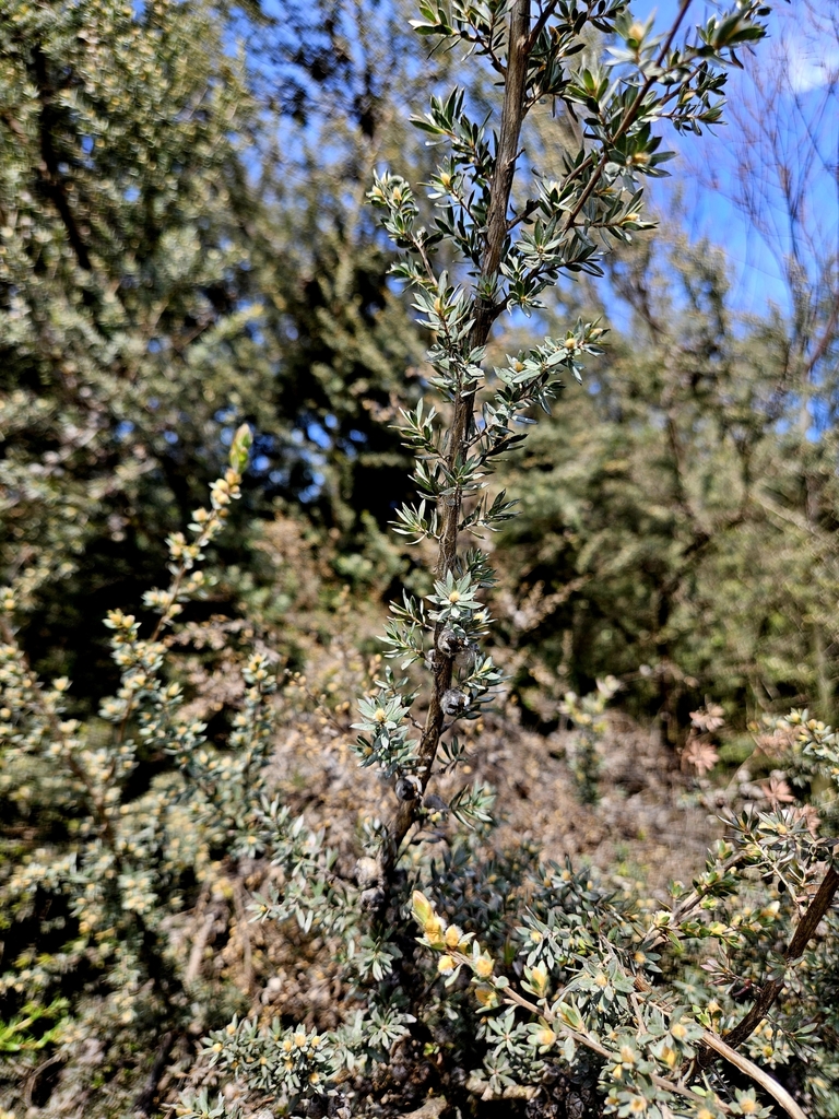 Silky tea-tree (Leptospermum lanigerum) shrubland - The Missing Library