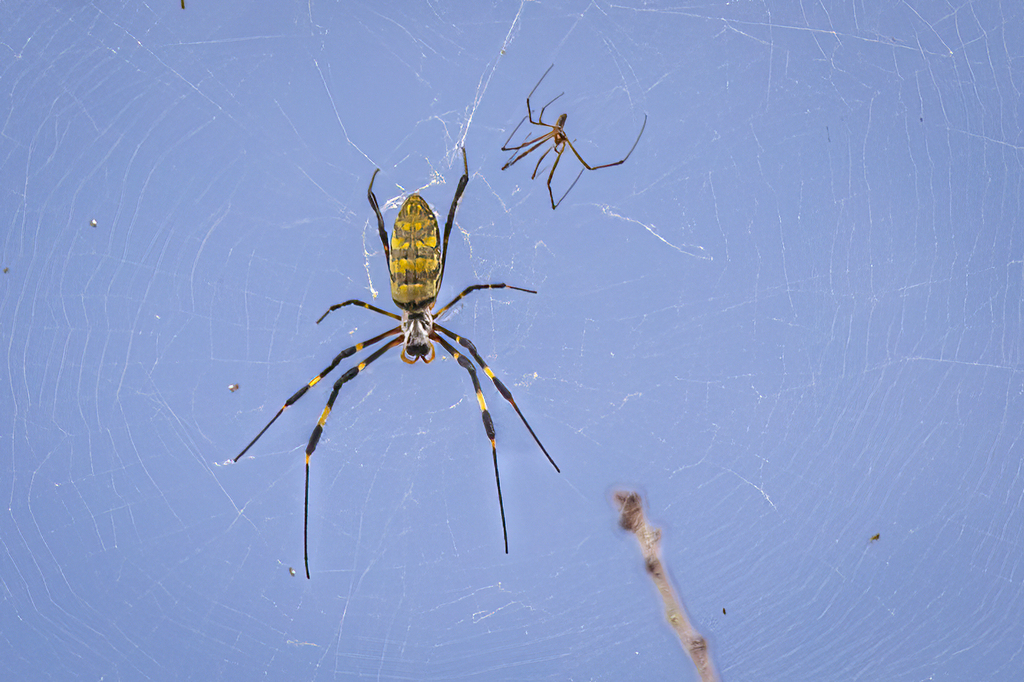 Joro Spider from Kagoshima, Japan on October 20, 2024 at 10:13 AM by ...