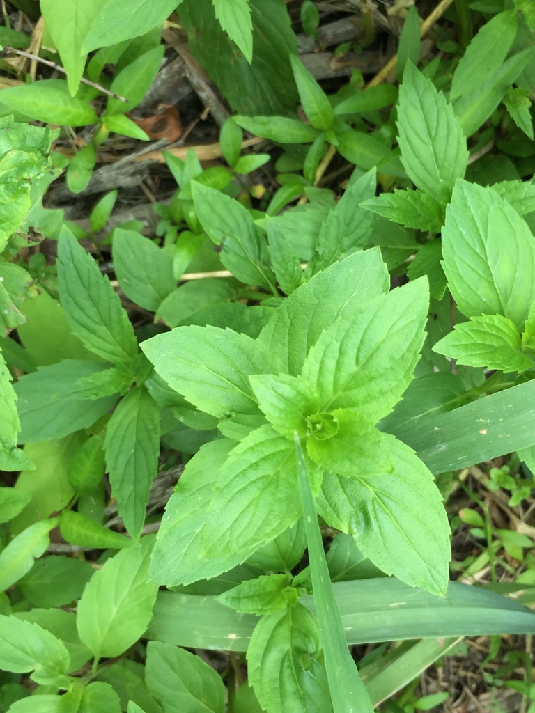 American cornmint from Selkirk Park, Selkirk, MB, CA on July 08, 2019 ...