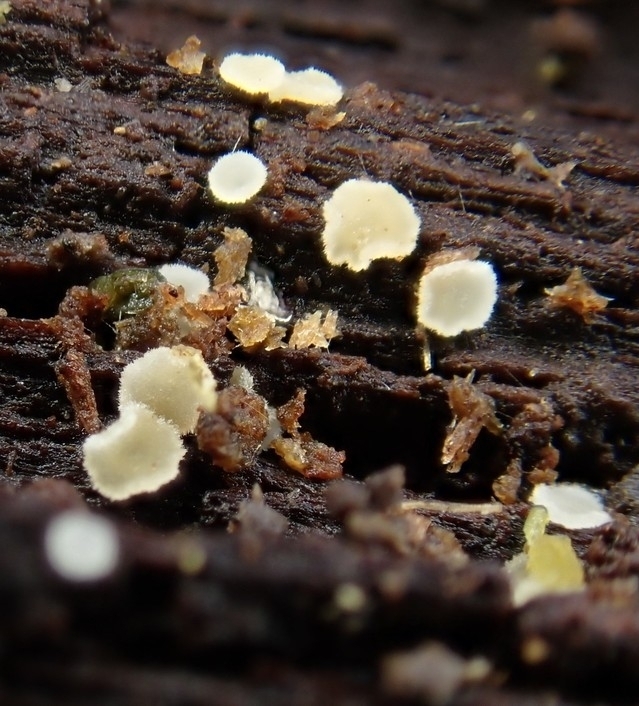 Operculate Ascomycetes from Macleod VIC 3085, Australia on October 21 ...