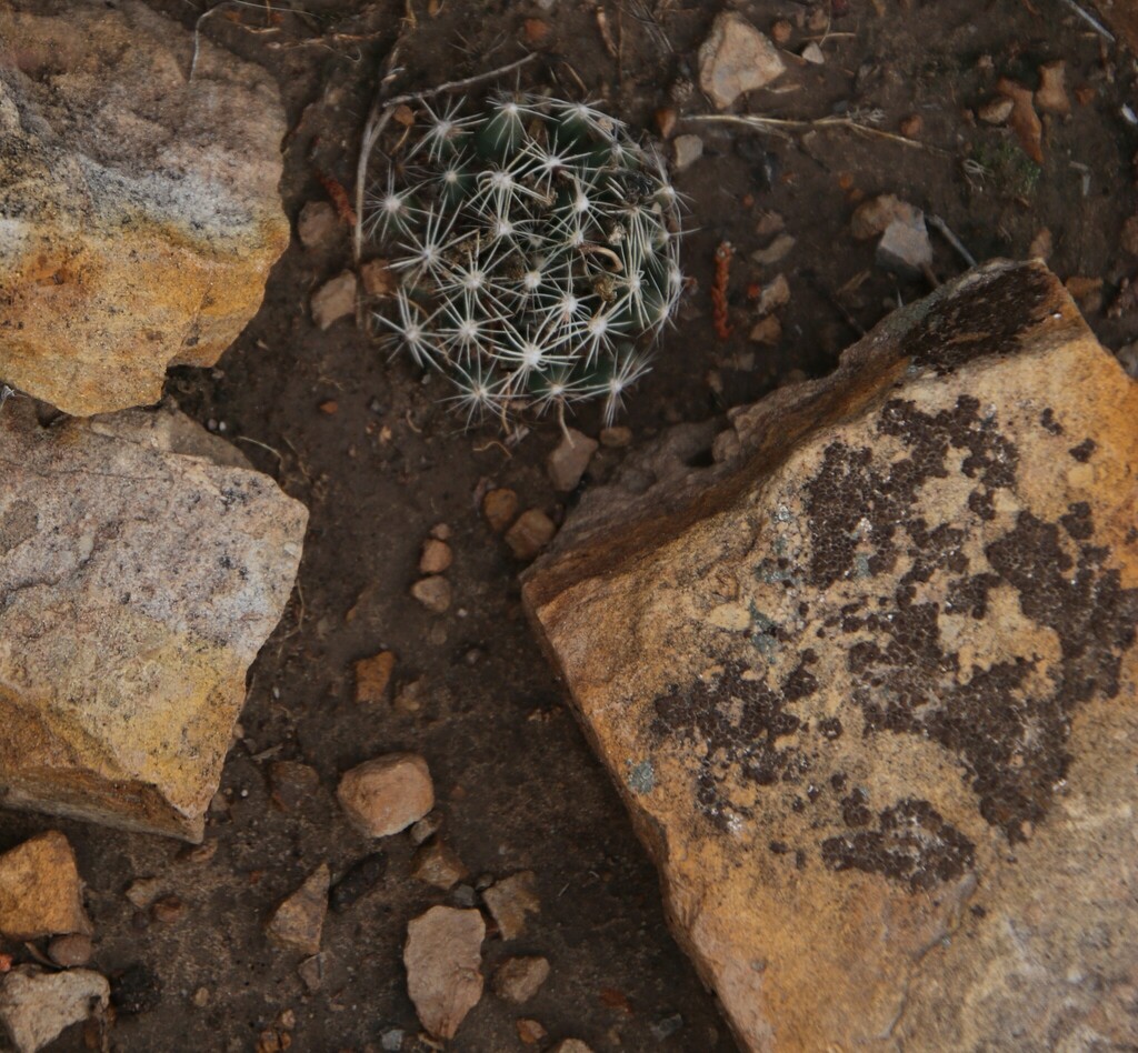 Missouri Foxtail Cactus from Colorado City, CO, USA on October 20, 2024 ...
