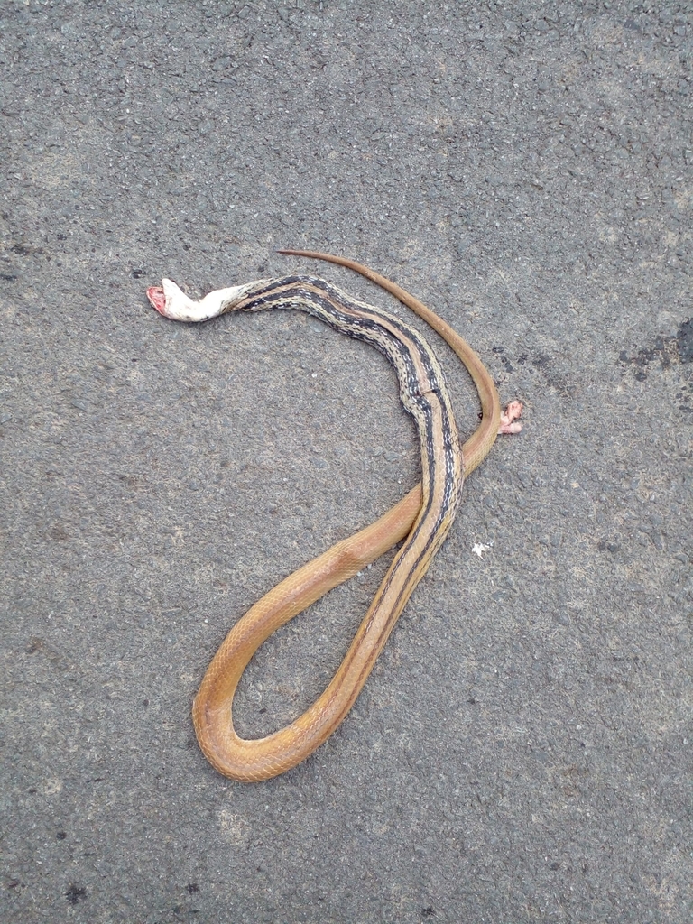 Copperhead Rat Snake from Kompleks Angsana, No. 13, Pekan Kuala Nerang ...