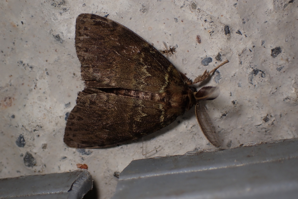 Ilema olivacea in October 2024 by Licheng Shih · iNaturalist