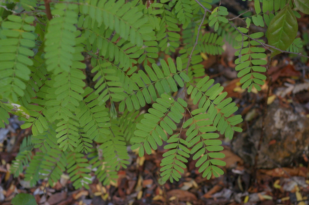 Tamarind from North Side, Cayman Islands on January 24, 2015 at 12:47 ...