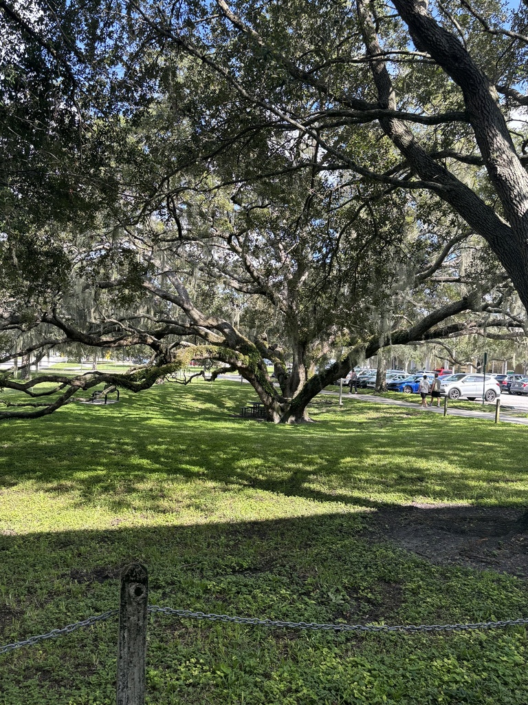 southern live oak from University of South Florida, Tampa, FL, US on ...