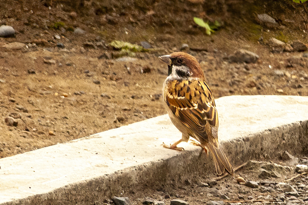 Eurasian Tree Sparrow from Imperial Palace East National Gardens, 1-1 ...
