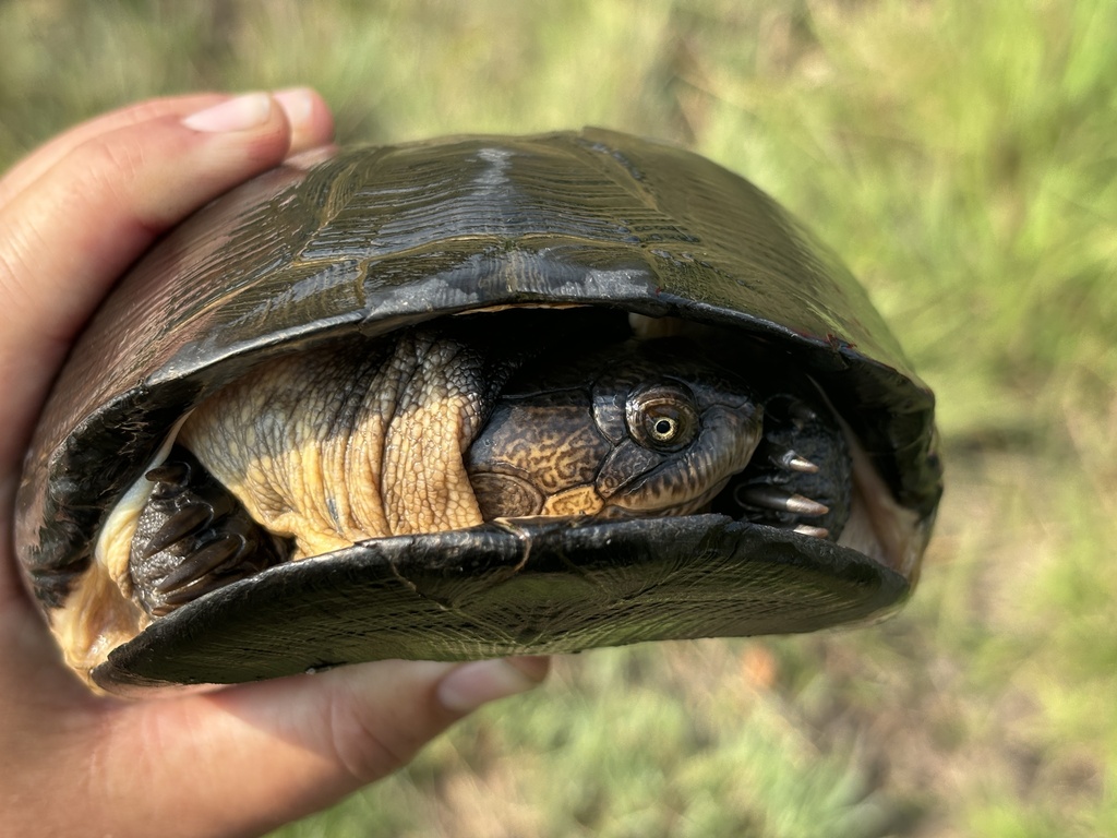 Mashona Hinged Terrapin from Luapula, ZM on October 18, 2024 at 08:26 ...