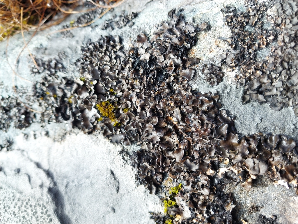 Higher Ascomycetes from Timbu Pokhari on October 20, 2024 at 09:05 AM ...