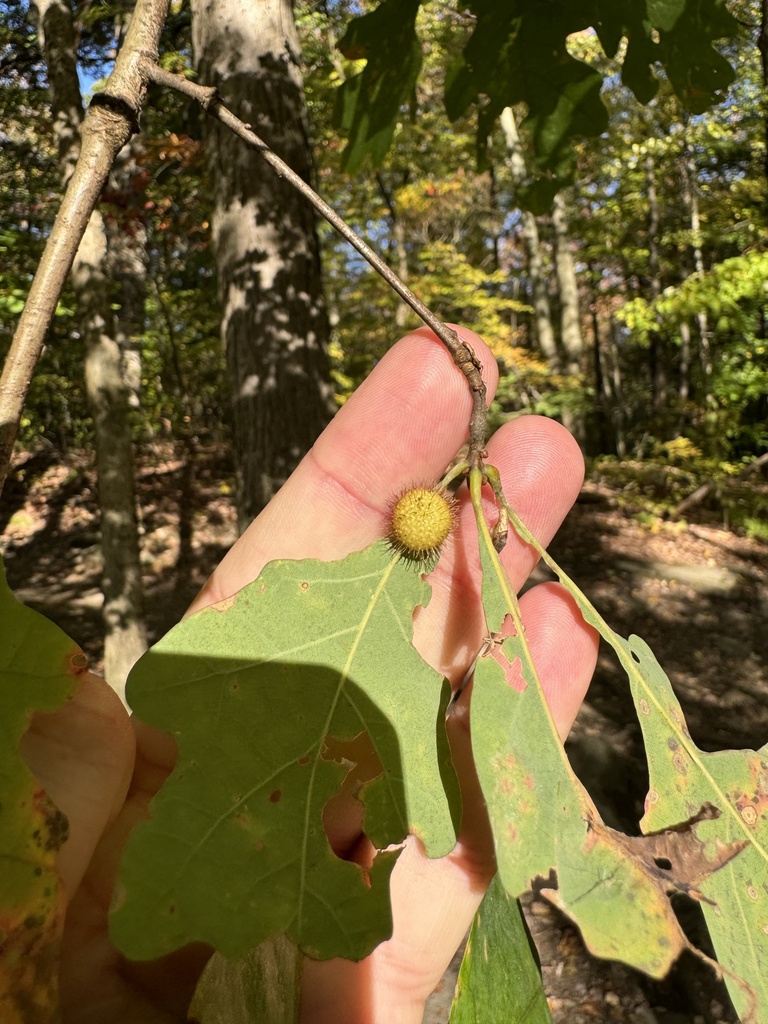 Hedgehog Gall Wasp from Cuyahoga Valley National Park, Peninsula, OH ...