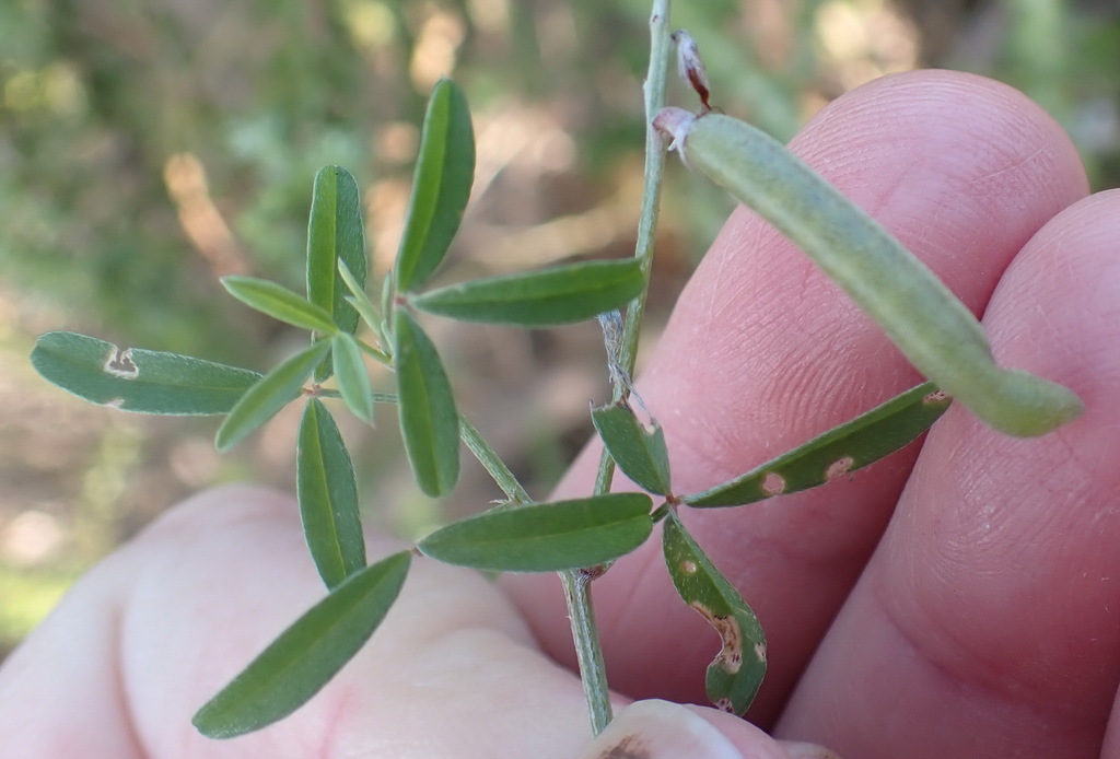 Canary Indigo from Goukamma, Garden Route District Municipality, South ...