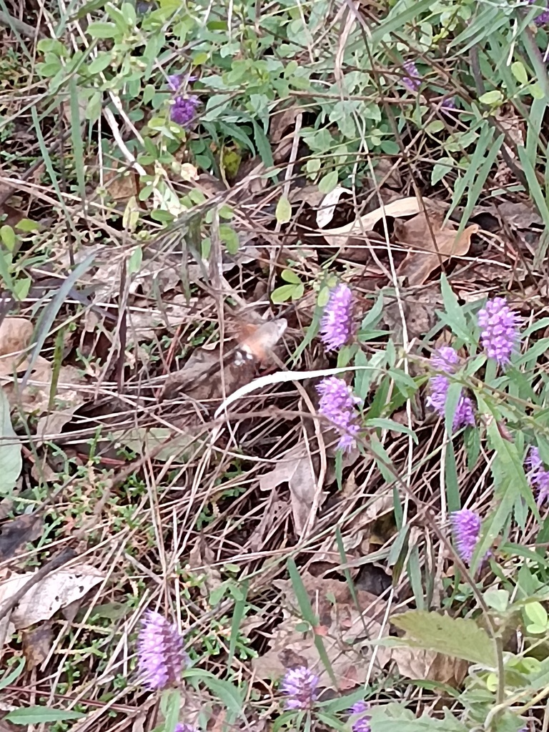 Eurasian Hummingbird Hawkmoth from Qingdao, Shandong, China on October ...