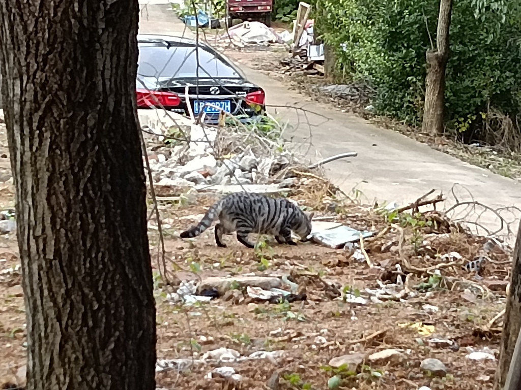 Domestic Cat from Qingdao, Shandong, China on October 21, 2024 at 04:06 ...