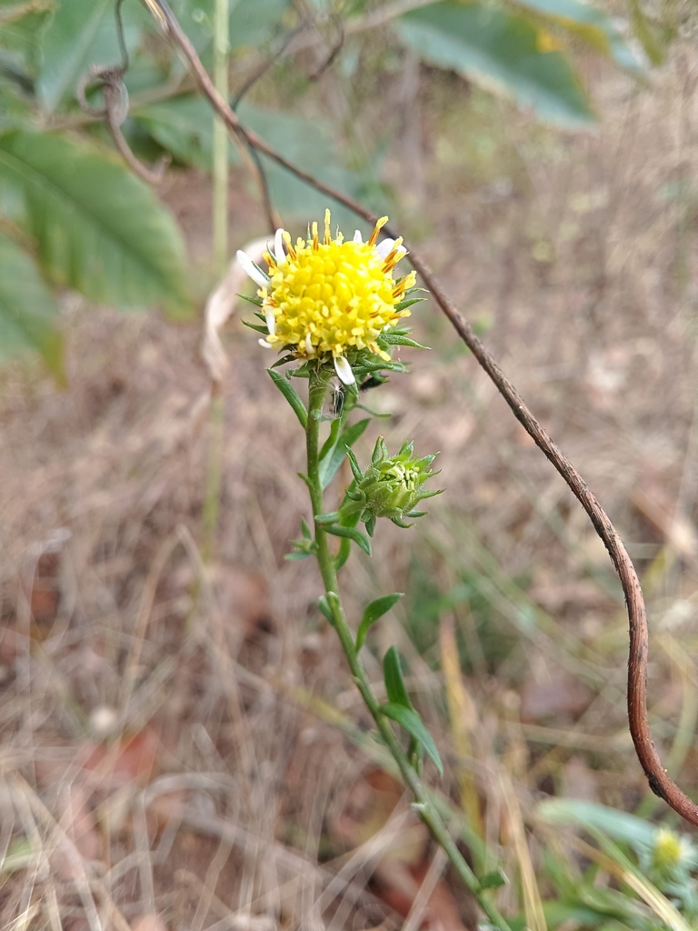Aster hispidus from 中国山东省青岛市即墨区 on October 21, 2024 at 01:14 PM by ...