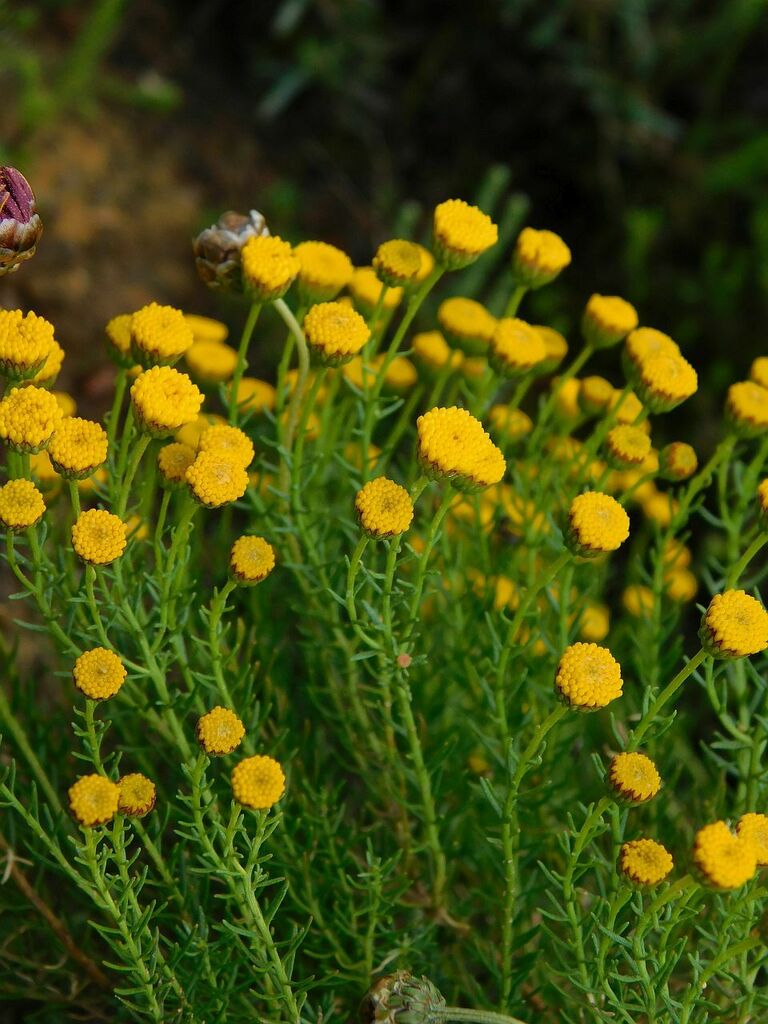 Bitterbush from Knietjieshoogte Greyton, 7233, South Africa on October ...