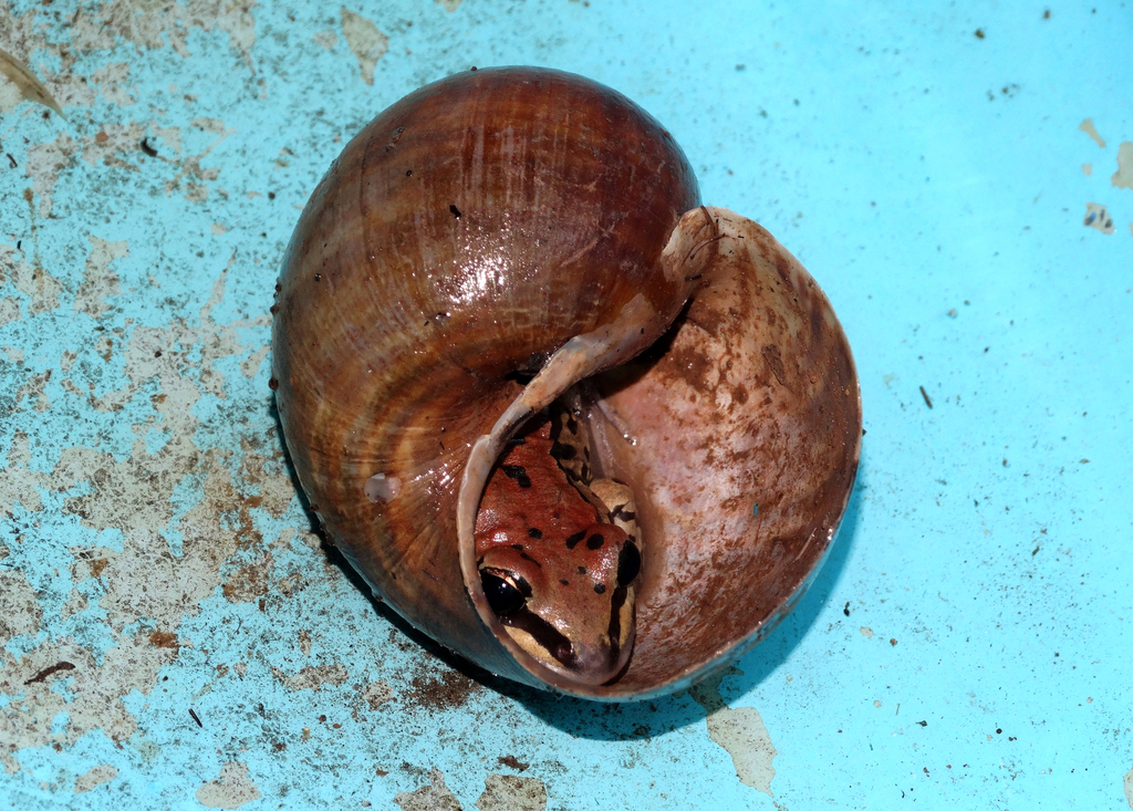 Mustached Frog from São Carlos - SP, Brasil on February 17, 2013 at 07: ...