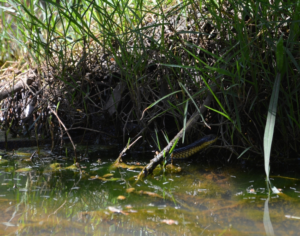 Tiger Snake from Herdsman WA 6017, Australia on September 22, 2024 at ...