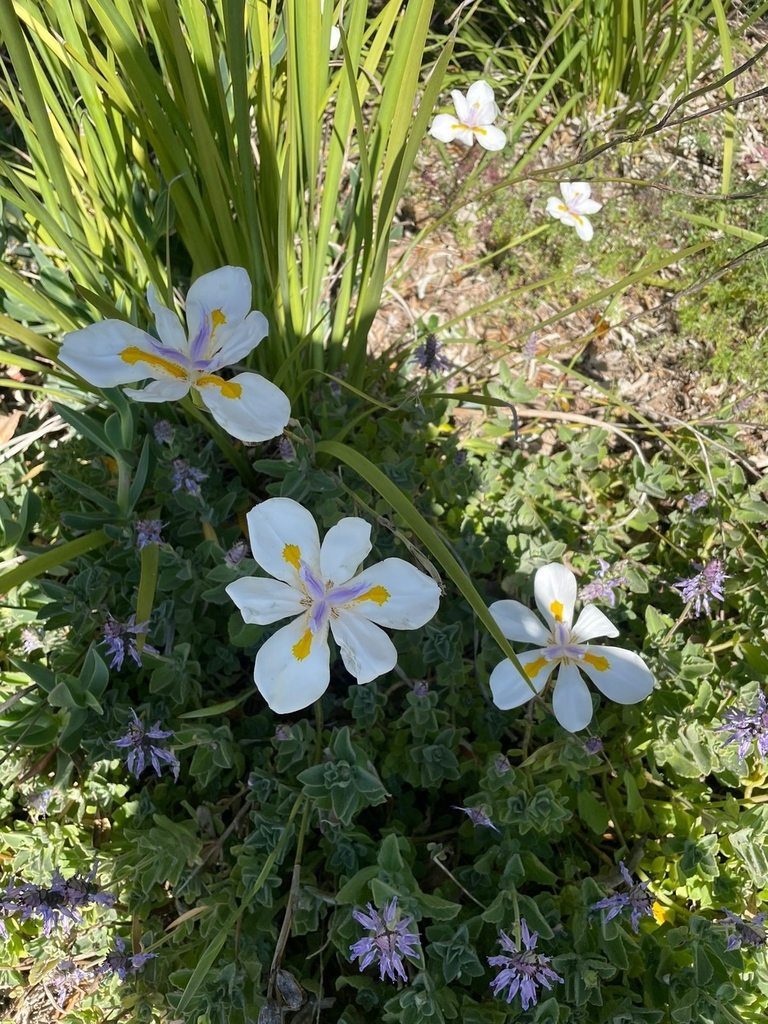 Large Fortnight Lily from University of The Western Cape, Erica Twp ...