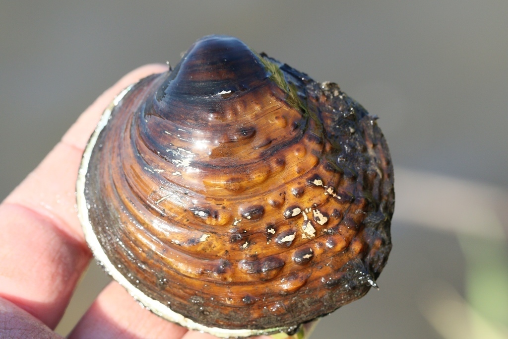 Pimpleback from Vernon County, WI, USA on October 20, 2024 at 01:54 PM ...