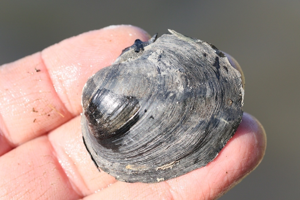 Three-ridge Mussel from Vernon County, WI, USA on October 20, 2024 at ...