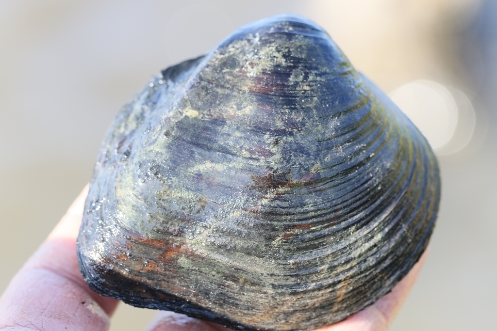 Wabash Pigtoe from Vernon County, WI, USA on October 20, 2024 at 01:55 ...