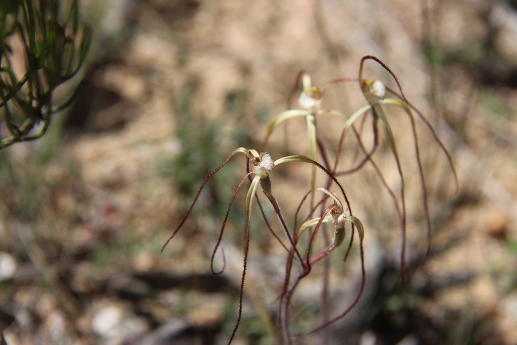 western wispy spider orchid from Kondinin WA 6367, Australia on ...