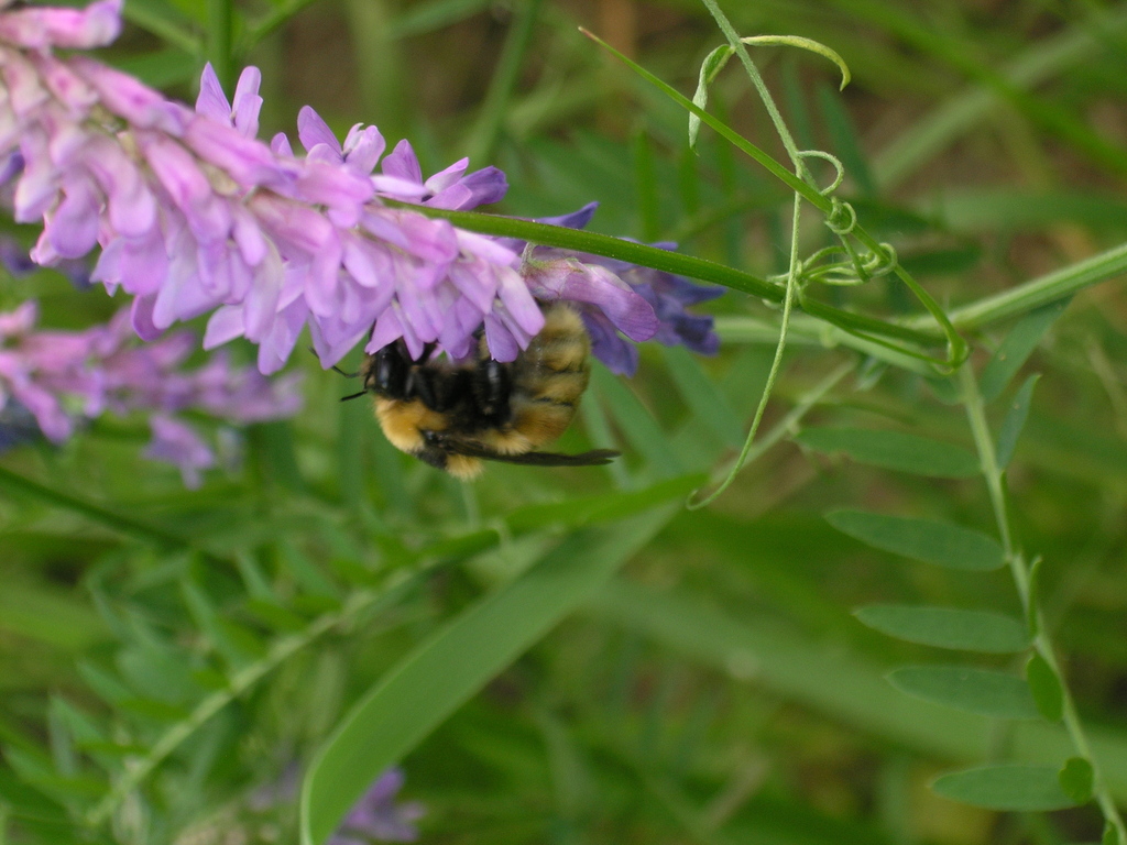 Great Yellow Bumble Bee from Северо-Западный административный округ ...