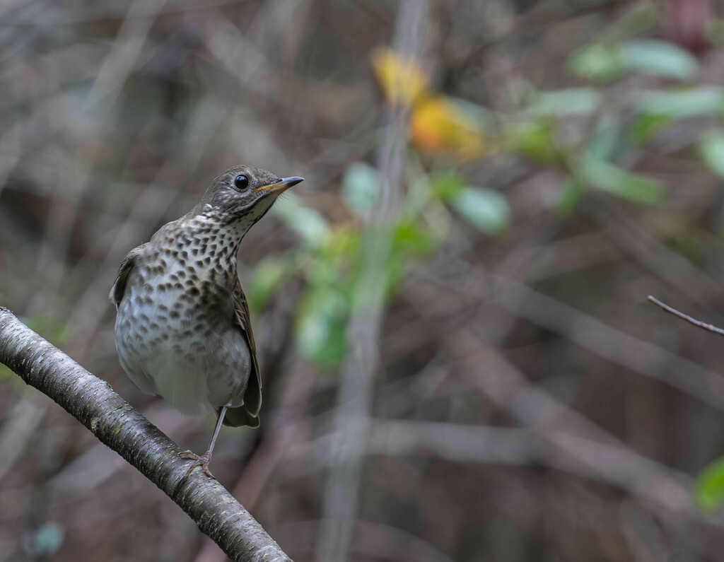 Gray-cheeked Thrush from Hardy, VA 24101, USA on September 29, 2024 at ...
