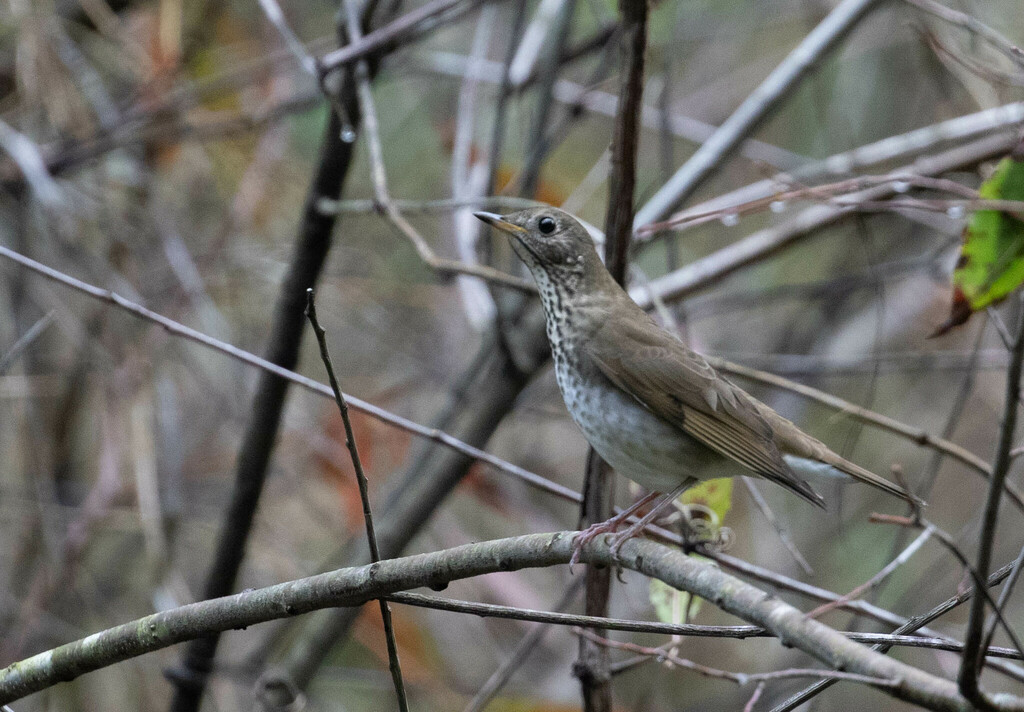 Gray-cheeked Thrush from Hardy, VA 24101, USA on September 29, 2024 at ...
