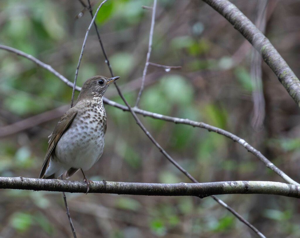 Gray-cheeked Thrush from Hardy, VA 24101, USA on September 29, 2024 at ...