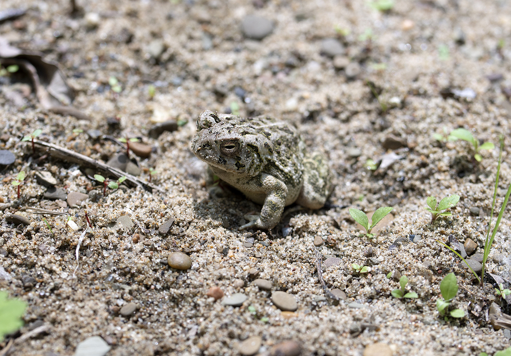 Fowler's Toad from Erie County, PA, USA on July 8, 2019 at 02:25 PM by ...