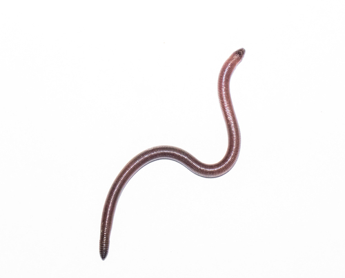 Darwin's Ringed Worm Lizard (Amphisbaena darwinii) - Snakes and Lizards