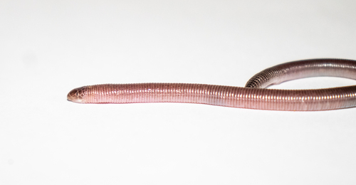 Darwin's Ringed Worm Lizard (Amphisbaena darwinii) - Snakes and Lizards