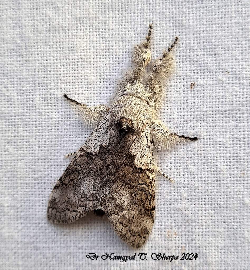 Grote's Tussock Moth from Upper Sichey, Gangtok, Sikkim, India on ...