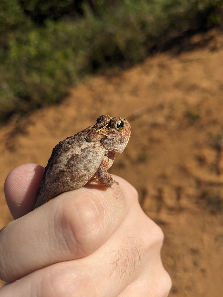 Southern Toad from Hartford, AL 36344, USA on October 21, 2024 at 09:05 ...