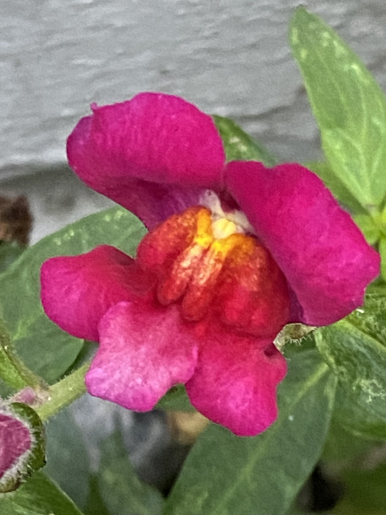 Snapdragon from Clasingstraße, Hamburg, DE on October 20, 2024 at 05:53 ...