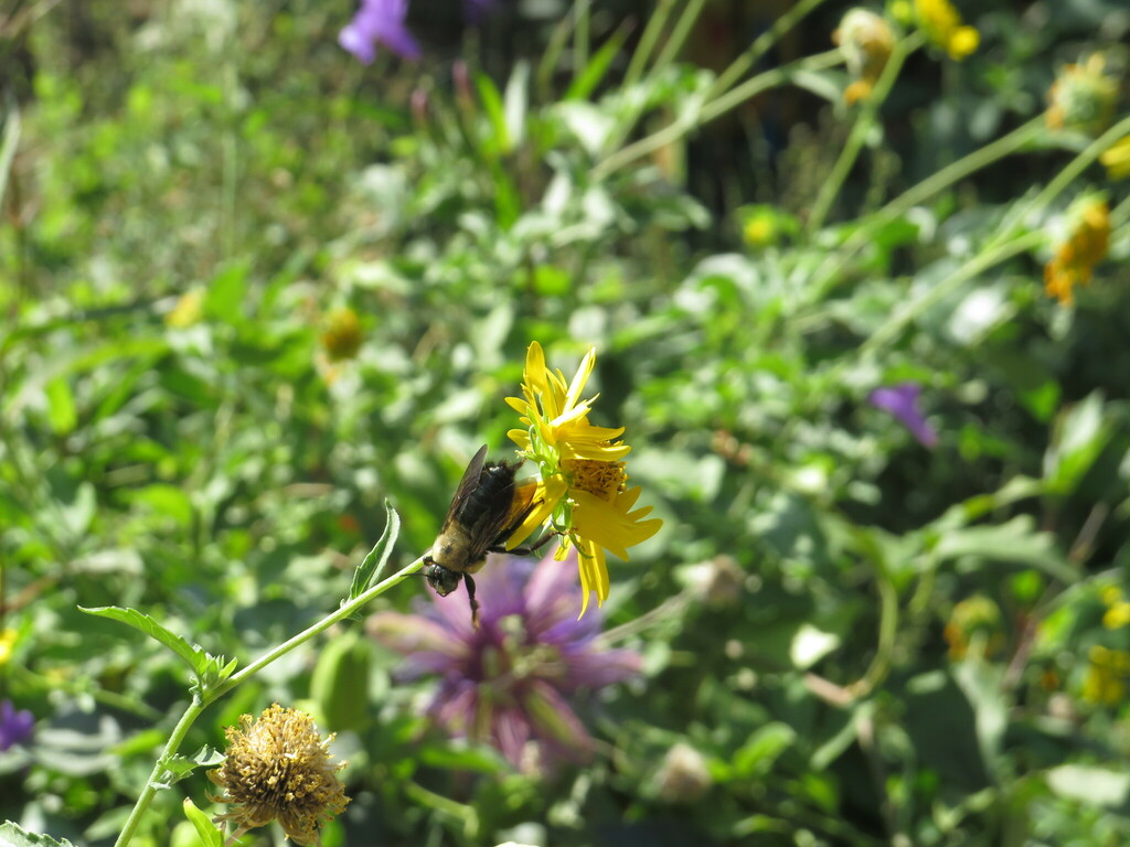 Shining Oil-digger Bee from North Arlington, Arlington, TX, USA on ...
