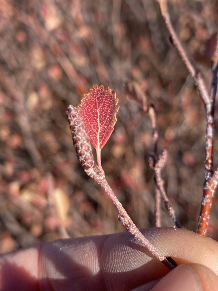 dwarf resin birch from Malheur National Forest, Prairie City, OR, US on ...