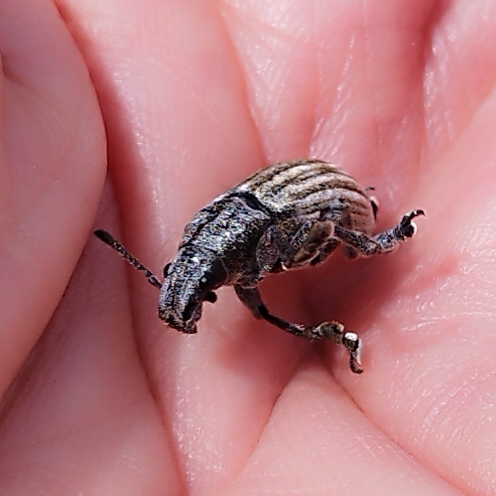 Ericydeus viridans from Atlixco, Pue., México on October 19, 2024 at 01 ...